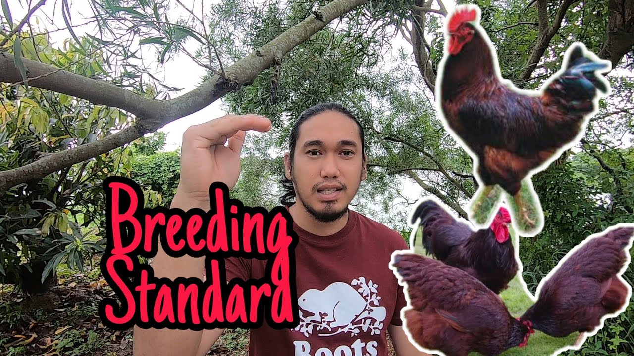SELECTING CHICKENS FOR BREEDING - YouTube