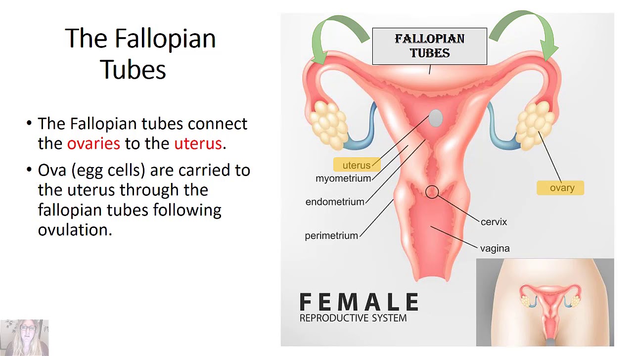 Female Reproductive System Anatomy And Physiology YouTube Female Reproductive System Anatomy And Physiology YouTube
