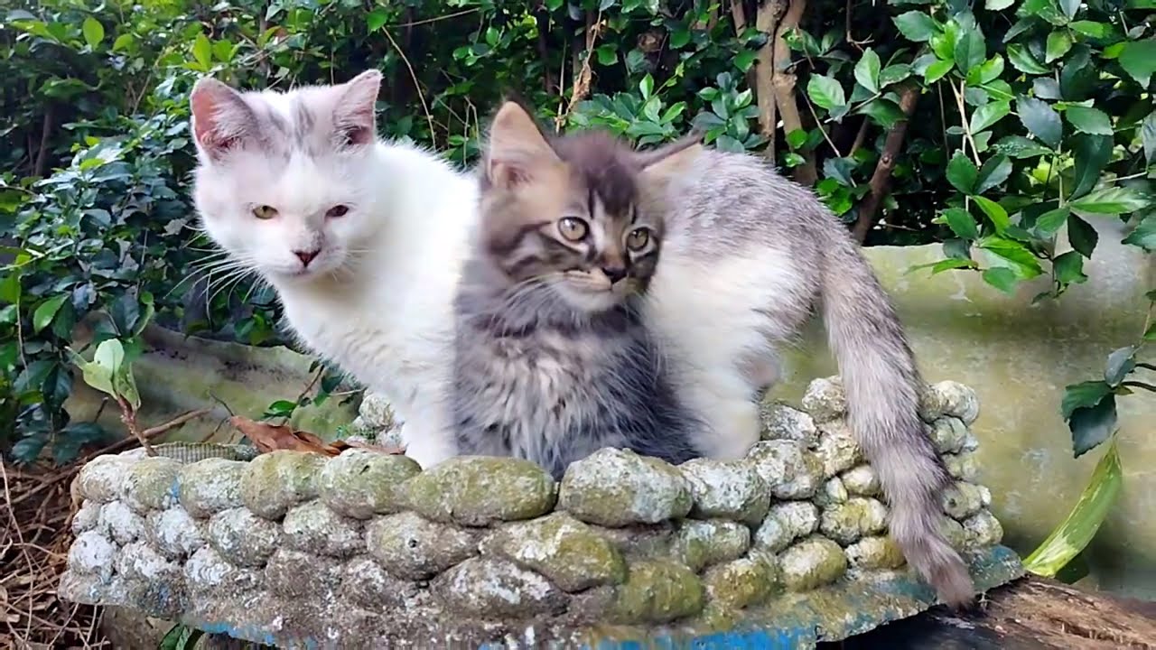 #128 BEAUTIFUL CAT - AMAZING ANIMALS - CATS CUTES - STACY BEST CAT ...