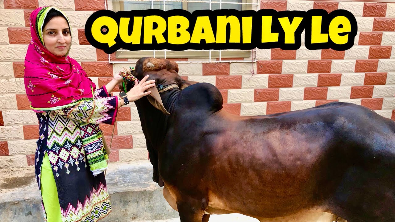 Alhumdulillah Qurbani Ka Janwar le liya | Main Dar Gaye Cow say | Rabia ...
