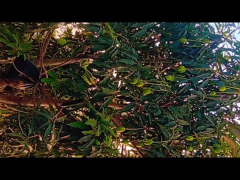 mango ka ped🥭😋@Ashfa khan 2364 - YouTube