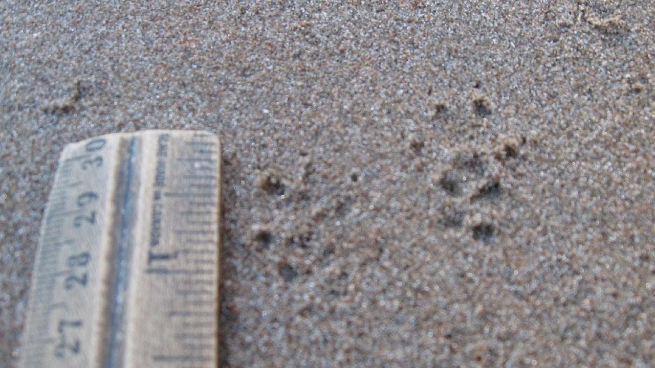 Animal Tracks: 5 Clues To Look For... - YouTube
