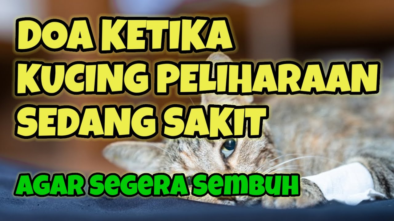 Doa Agar Kucing peliharaan Cepat Sembuh dari Sakit - YouTube