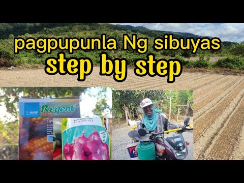 pagpupunla Ng sibuyas step by step hanggamg pagpapaligi aabutin man Ng ...