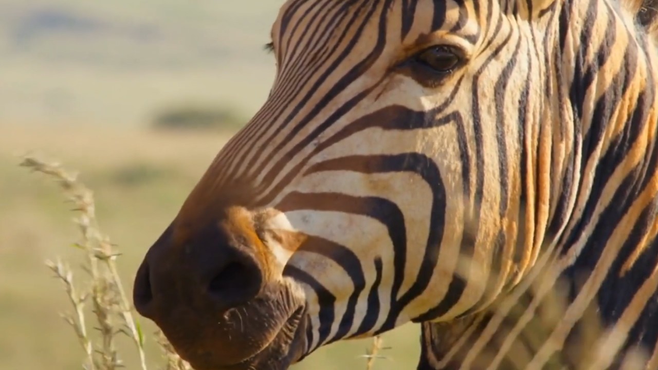 Wildlife In Savannah: A Survival Story #animalfacts #animaldocumentary ...