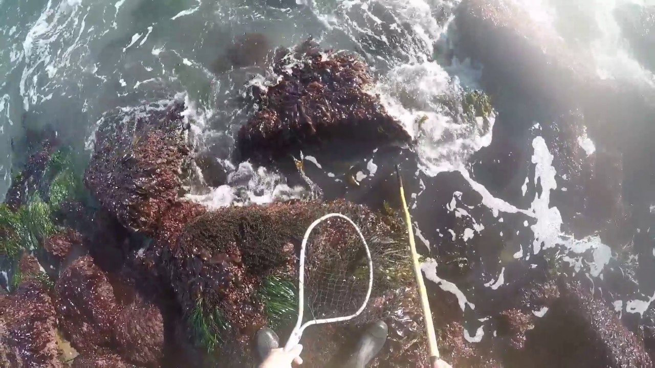 Poke Pole fishing for BIG fish! - YouTube