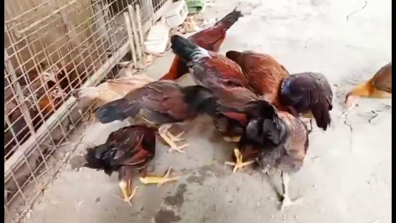 MT.BANAHAW LINES /DAY OLD/TORNADO HATCH/DUKE HULSEY LEMON/PERFECTION ROUNDHEAD/#gfarm #mtbanahaw ...