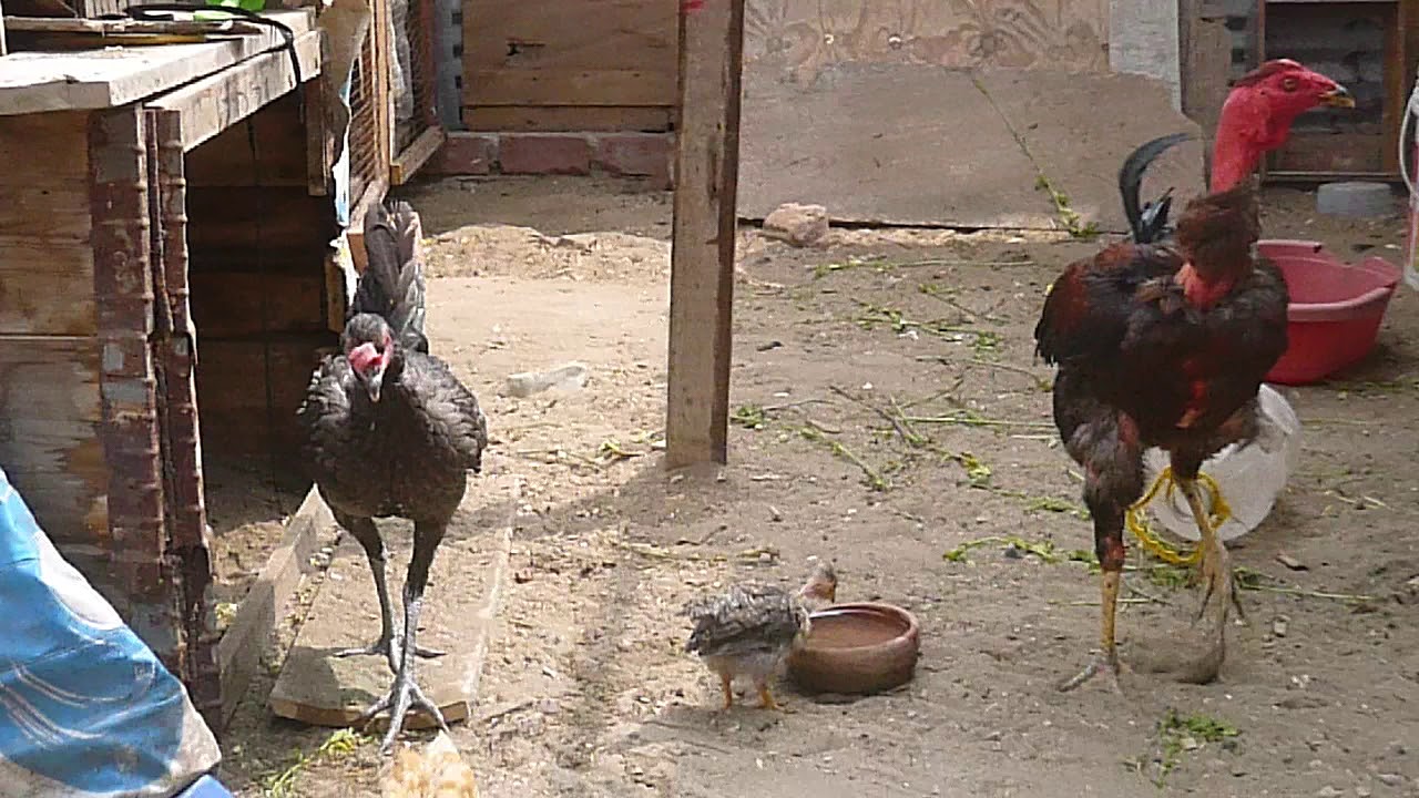 Gallo carioco navajero y sus crias - YouTube