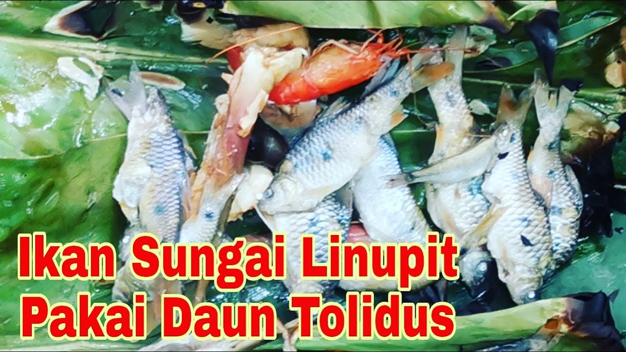 Ikan Sungai Linupit Pakai Daun Tolidus || Orang Kampung - YouTube