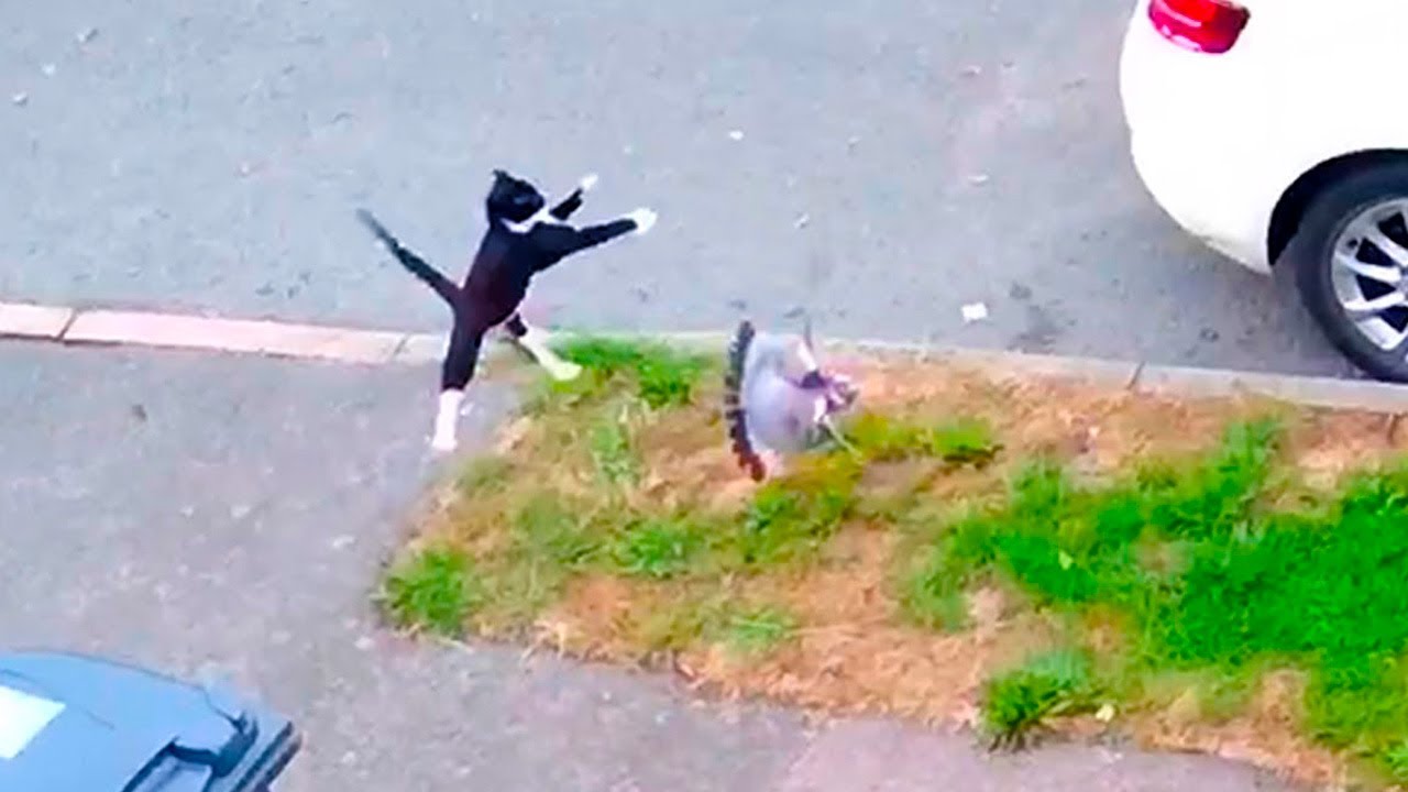 Cat Surprised Everyone / Animal Incidents Caught on Camera - YouTube