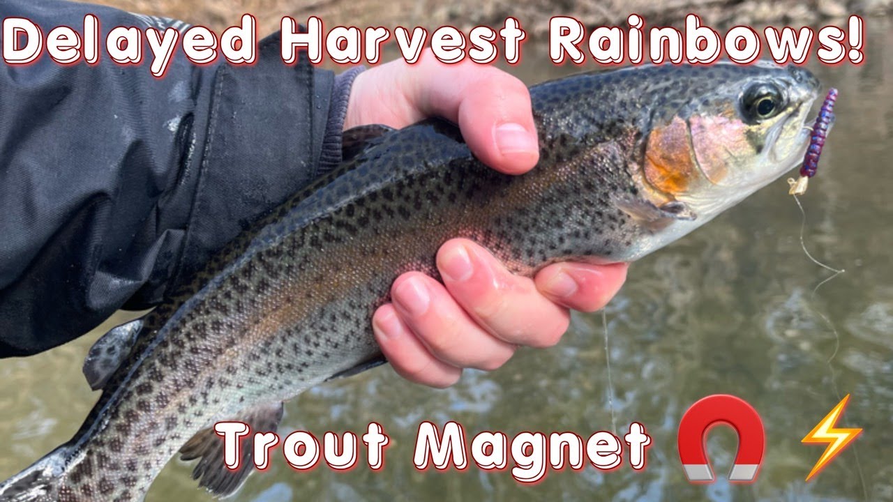 My First Stocked Rainbow Trout Fishing Of 2024!! (Pennsylvania Delayed ...