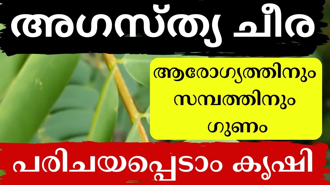 അഗസ്ത്യ ചീര എന്ന അത്ഭുതം | Grow Sesbania Grandiflora Complete Guide to ...