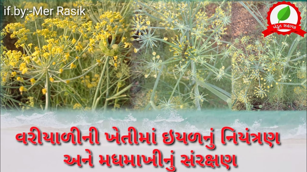 વરિયાળીમાં આવતી ઈયળનું નિયંત્રણ મધમાખીનું સંરક્ષણ//VARIYALI NI EYAL NU ...