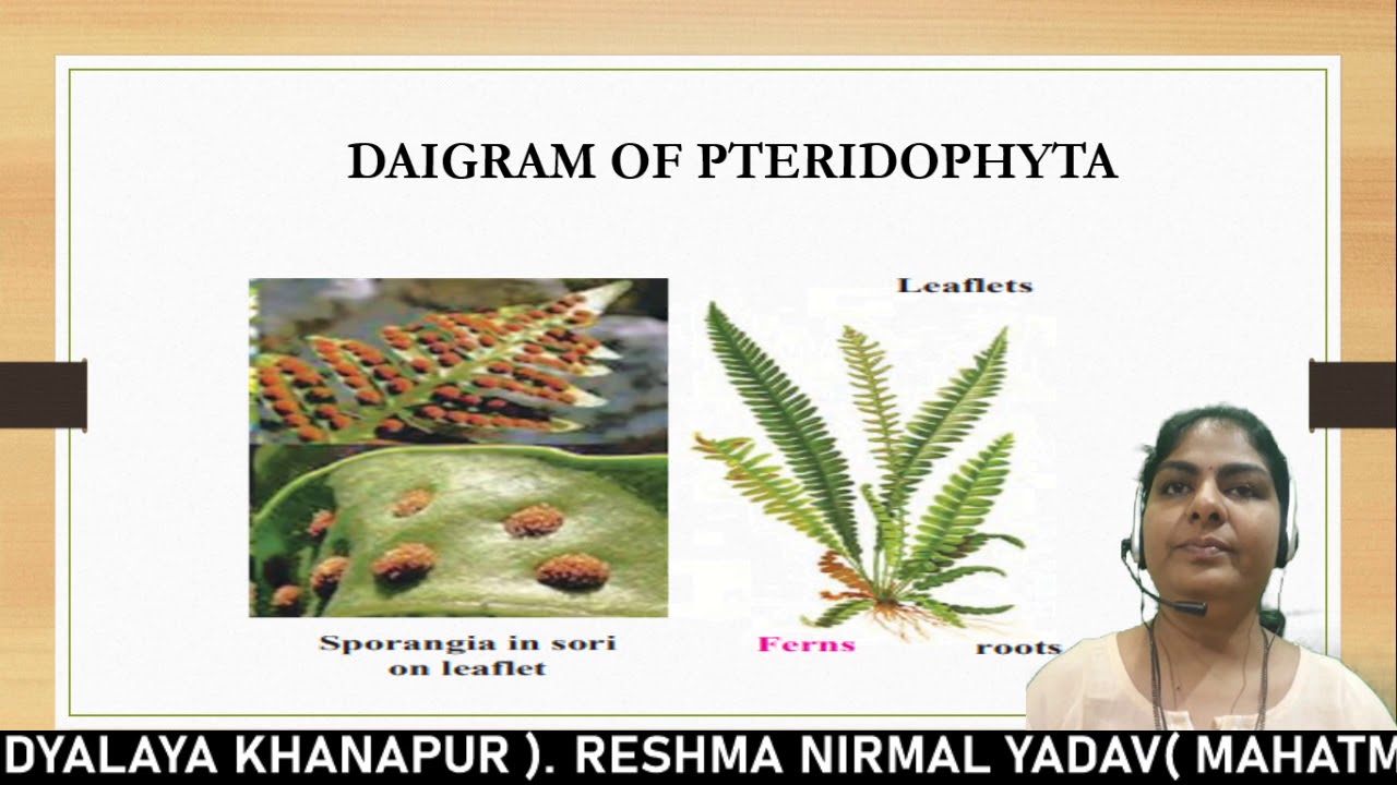 Classification of plants Class 9 - YouTube