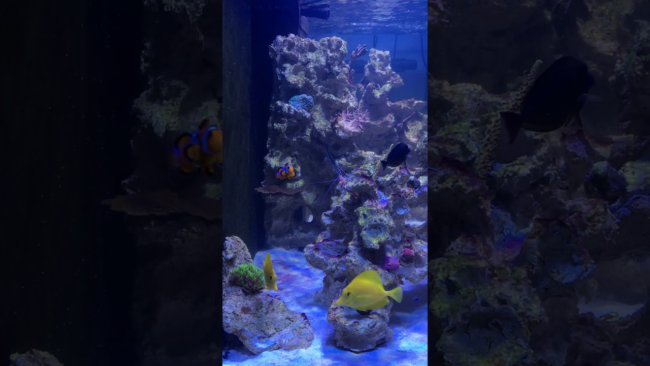 Zeeaquarium - YouTube