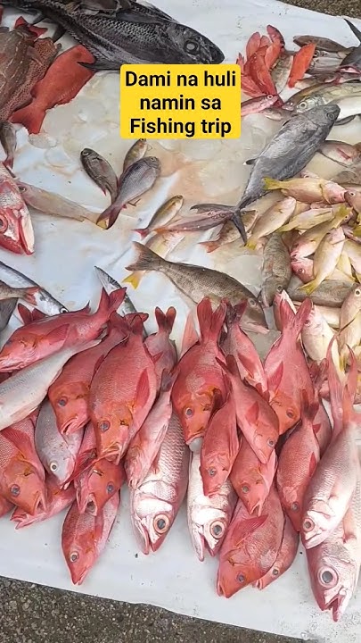 Maya Maya at ibat ibang klasing isda na huli namin sa Fishing Trip | Please SUBSCRIBE #fishing ...