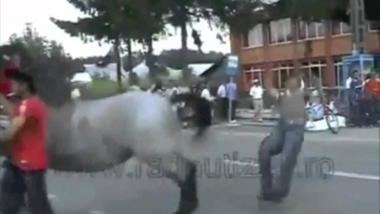 Best Horses Fails Compilation HD - YouTube