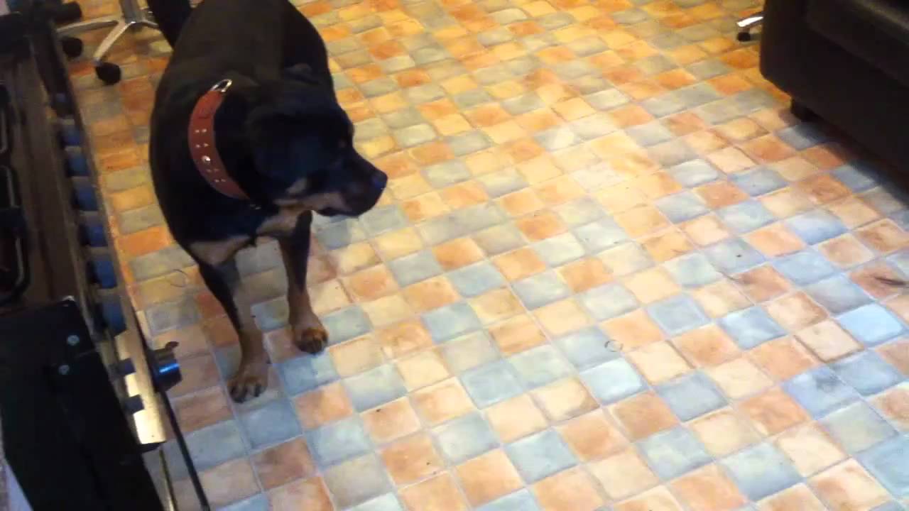 Rottweiler Vs Lion.... - YouTube