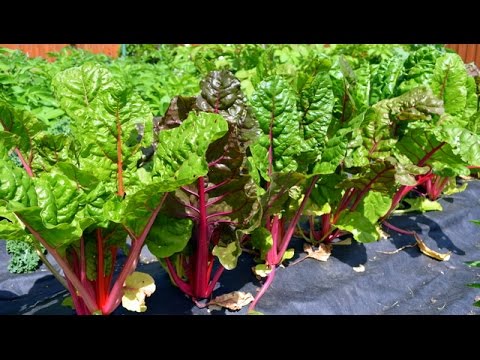 Time to start the Spring Vegetable Garden! - YouTube