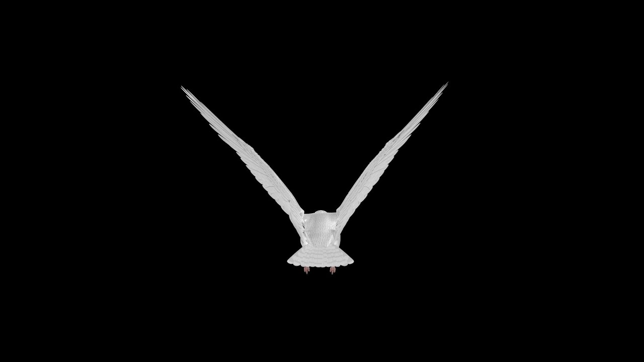 Flying White Dove - Back View - Transparent Loop - YouTube