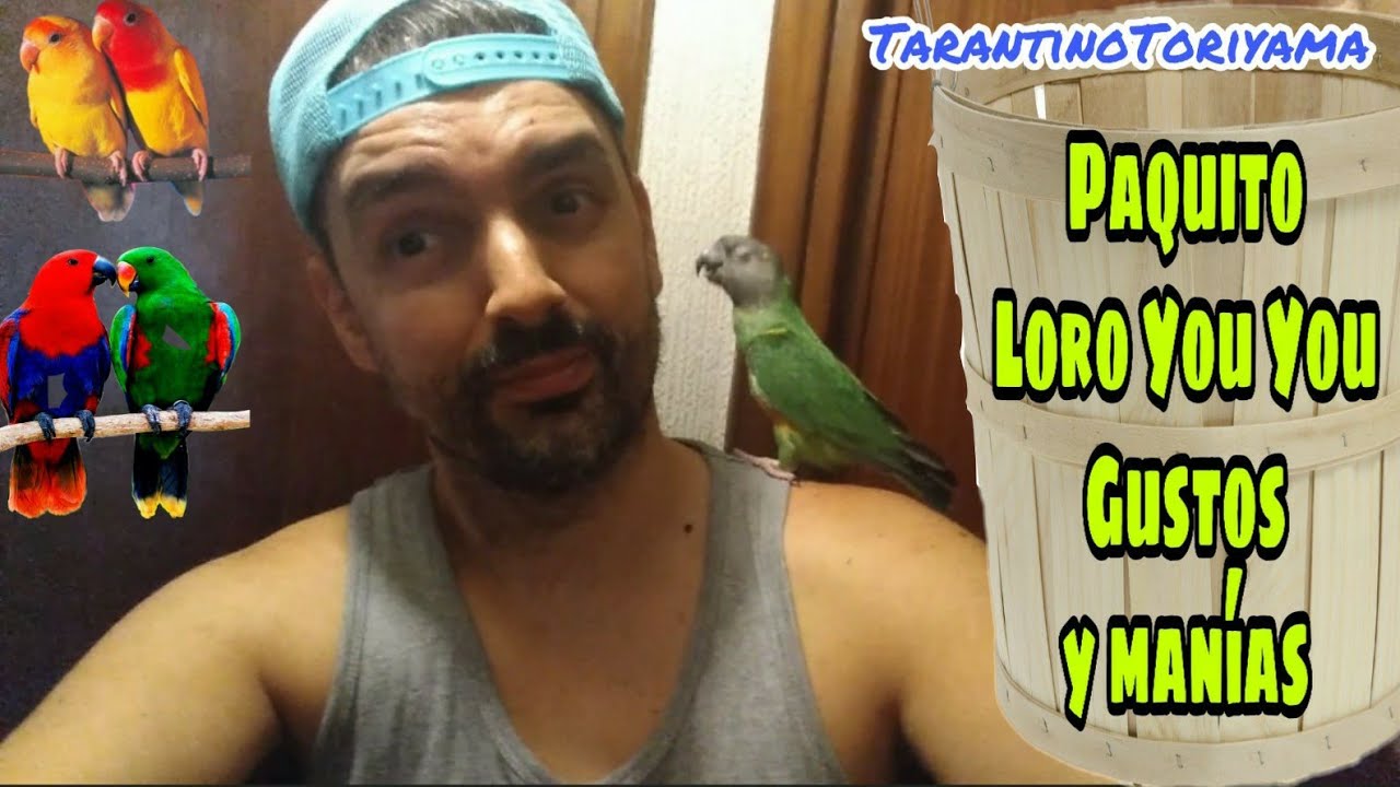 🥇 PAQUITO LORO YOU YOU 🦜 Gustos y MANÍAS ️♥️ - Tus MASCOTAS y tú - YouTube