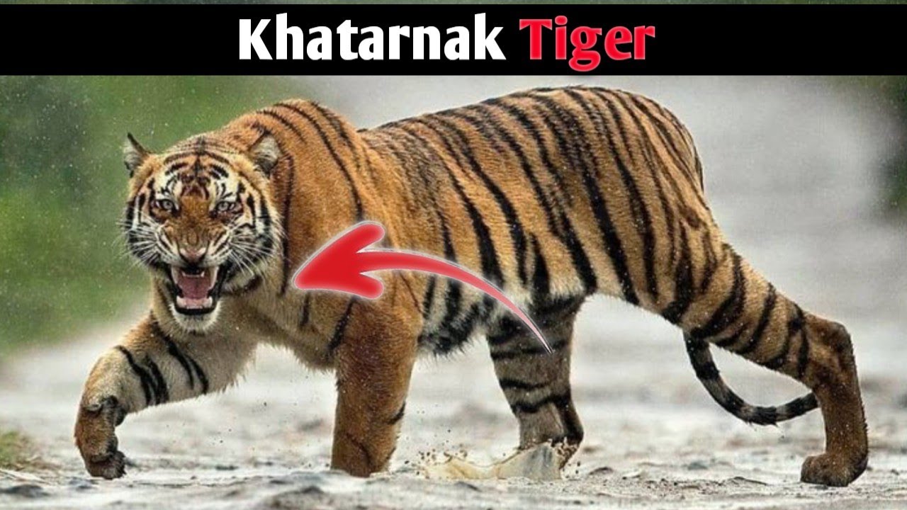 Interesting Fact About Tiger | ek Khatarnak Tiger 🐯 - YouTube