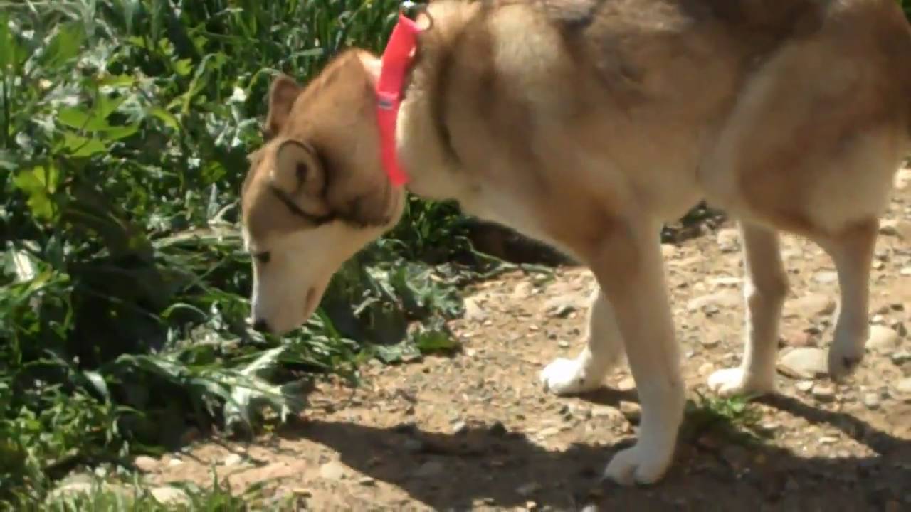 Bunny walking, March 18, 2010 - YouTube
