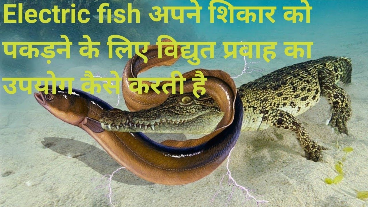 Electric fish कैसे इलेक्ट्रिक छोड़ती है?How electric fish uses electric ...