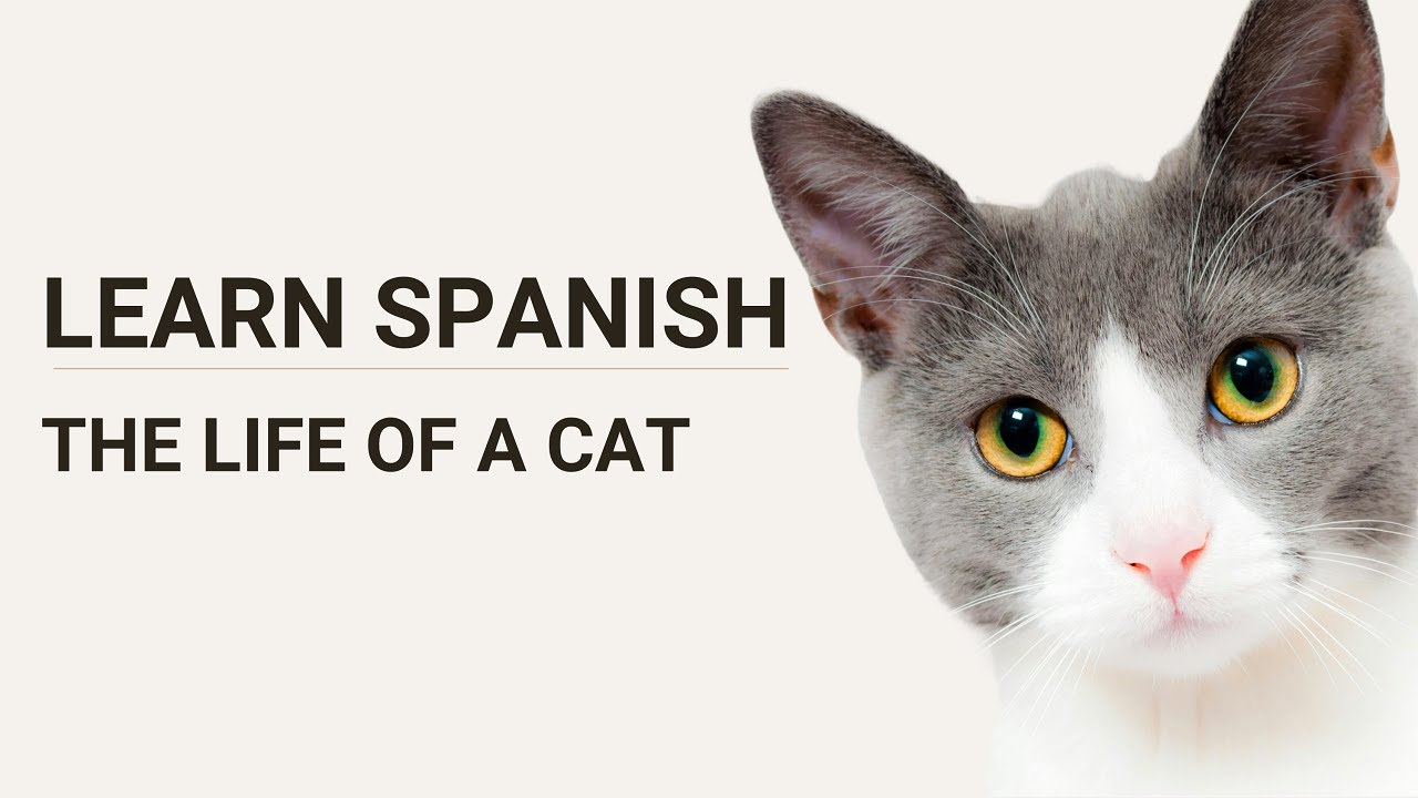 Learn Spanish Through Stories - The Life of a Cat | Spanish Audio ...