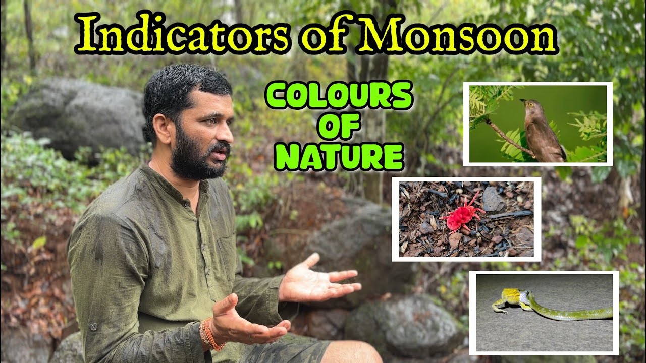 Indicators of Monsoon | Colours of Nature - part 1 |वृक्षवल्ली आम्हा ...