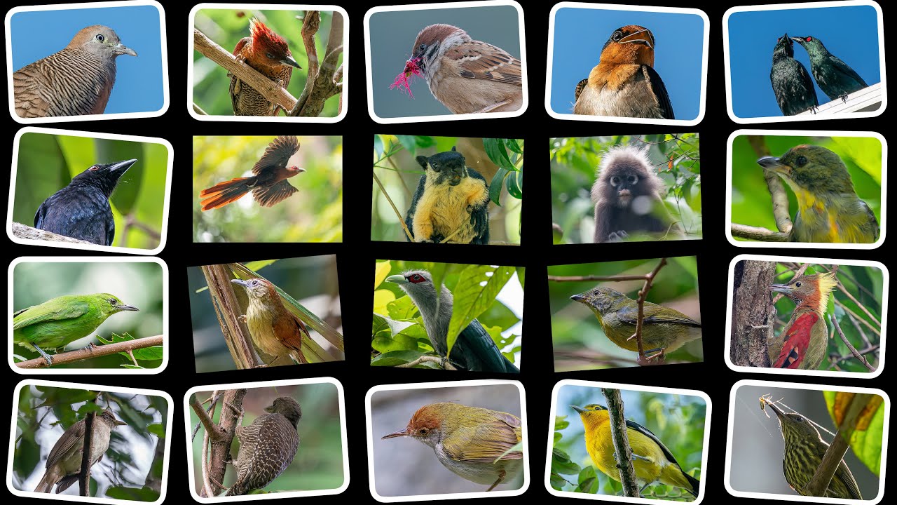 Birding in Kuantan, Pahang Malaysia | Sony A9 - YouTube