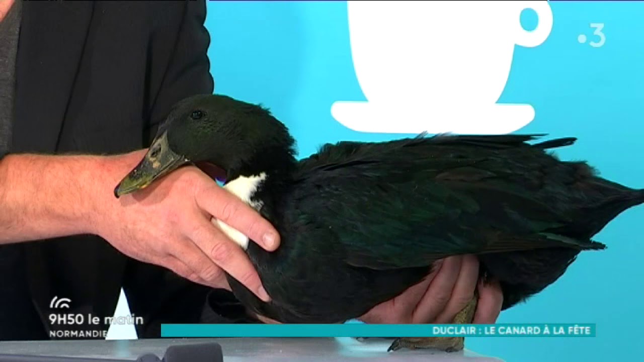 Fête du canard et de la gastronomie de Duclair: invité prestigieux "le ...