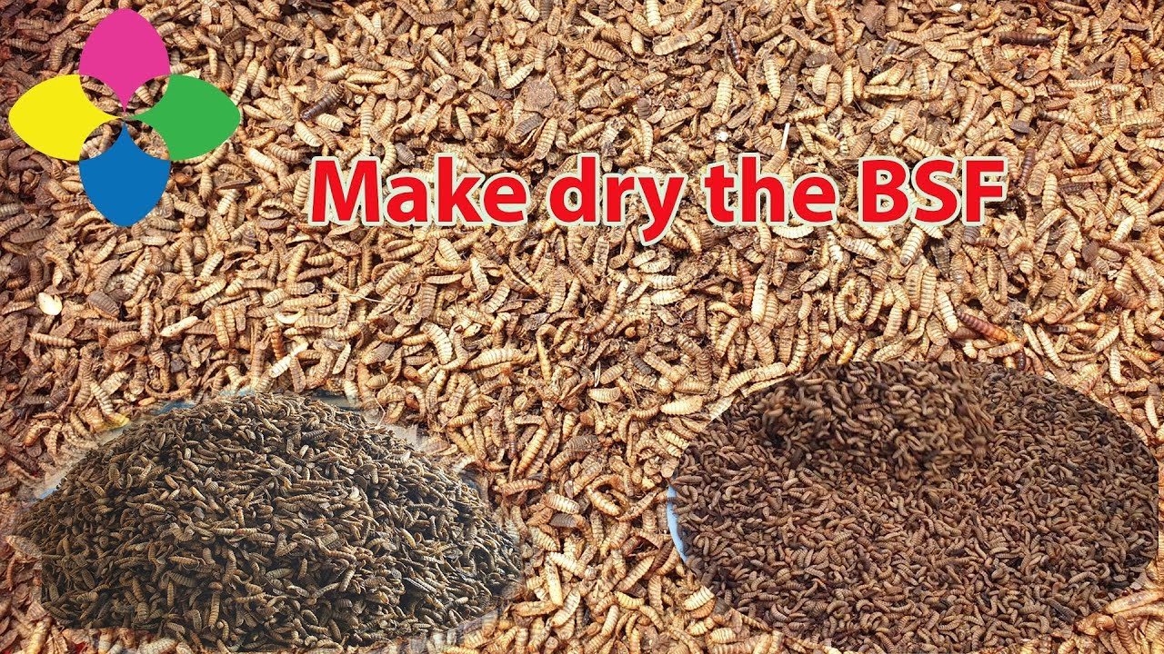 How to dry BSF larvae - YouTube