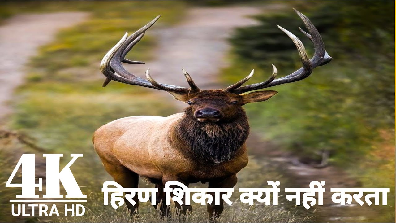 Deer | deer hunting | 4k discovery video | wild life full documentary ...