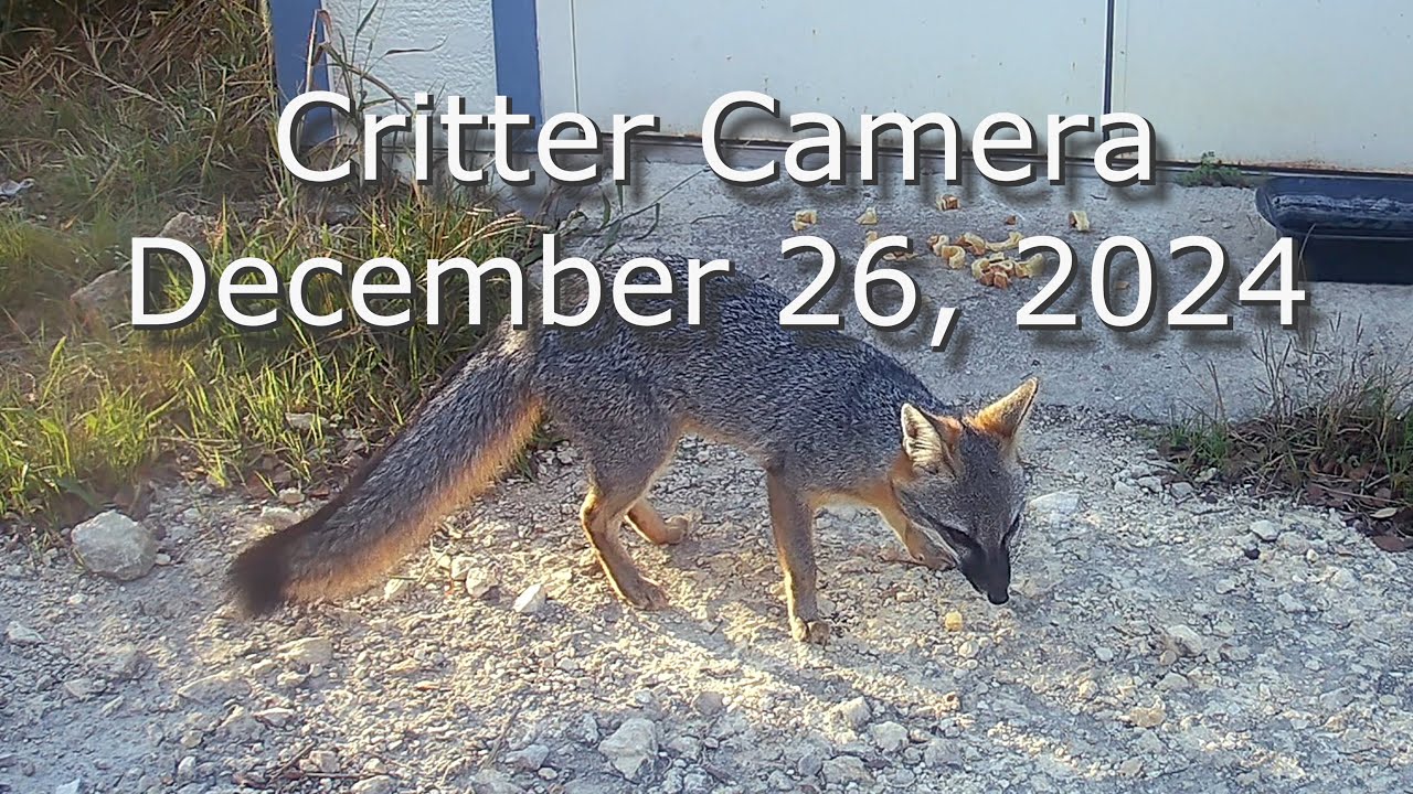 Critter Camera December 26, 2024. - YouTube
