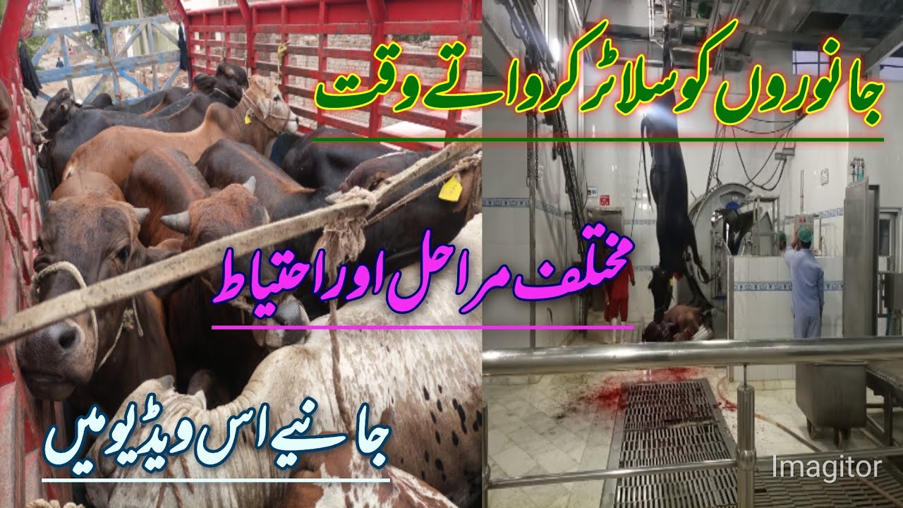 Slaughter house in pakistan! Animals slaughter house lahore - YouTube