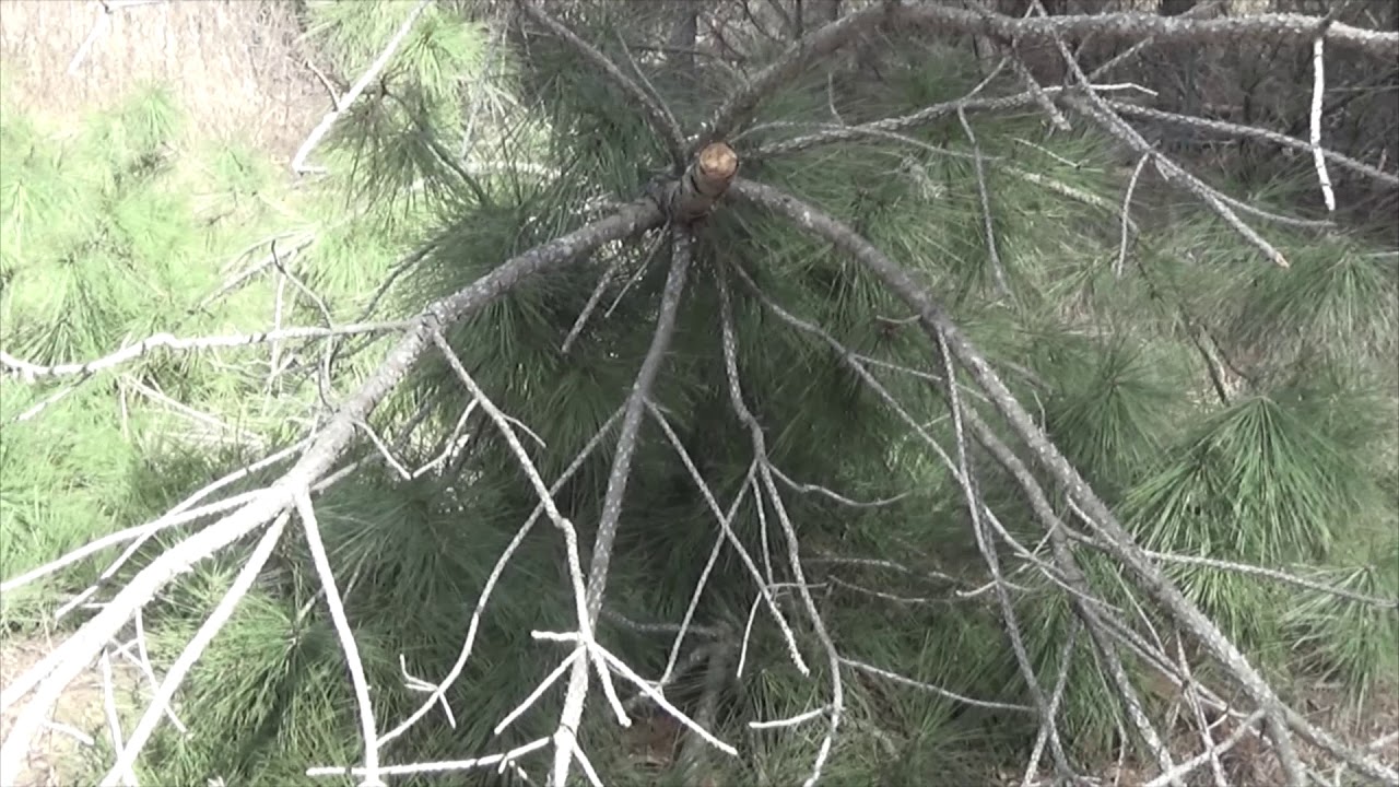 tree blown down in wind more on dangerous trees - YouTube