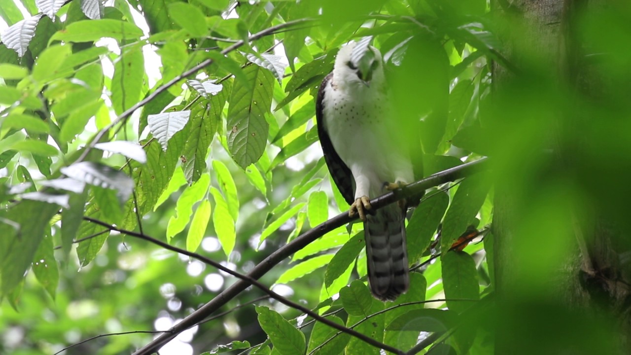 Sulawesi Hawk-Eagle, Tangkoko Nature Reserve, Indonesia - YouTube