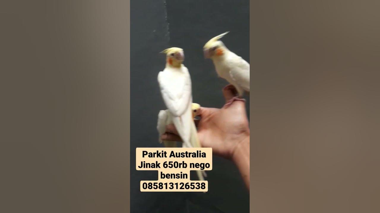 Parkit Australia Murmer - YouTube