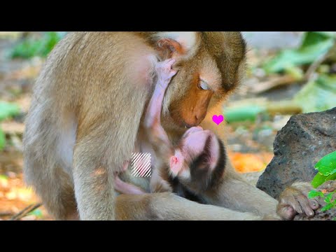 Wow so awesome...Tiny baby monkey and mom Alisa kiss look so cute.