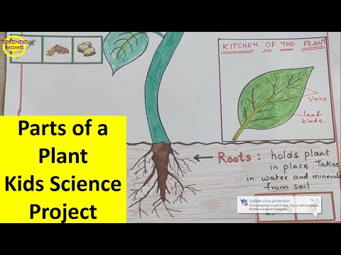 Parts of a plant and their functionalities || Kids science project ...