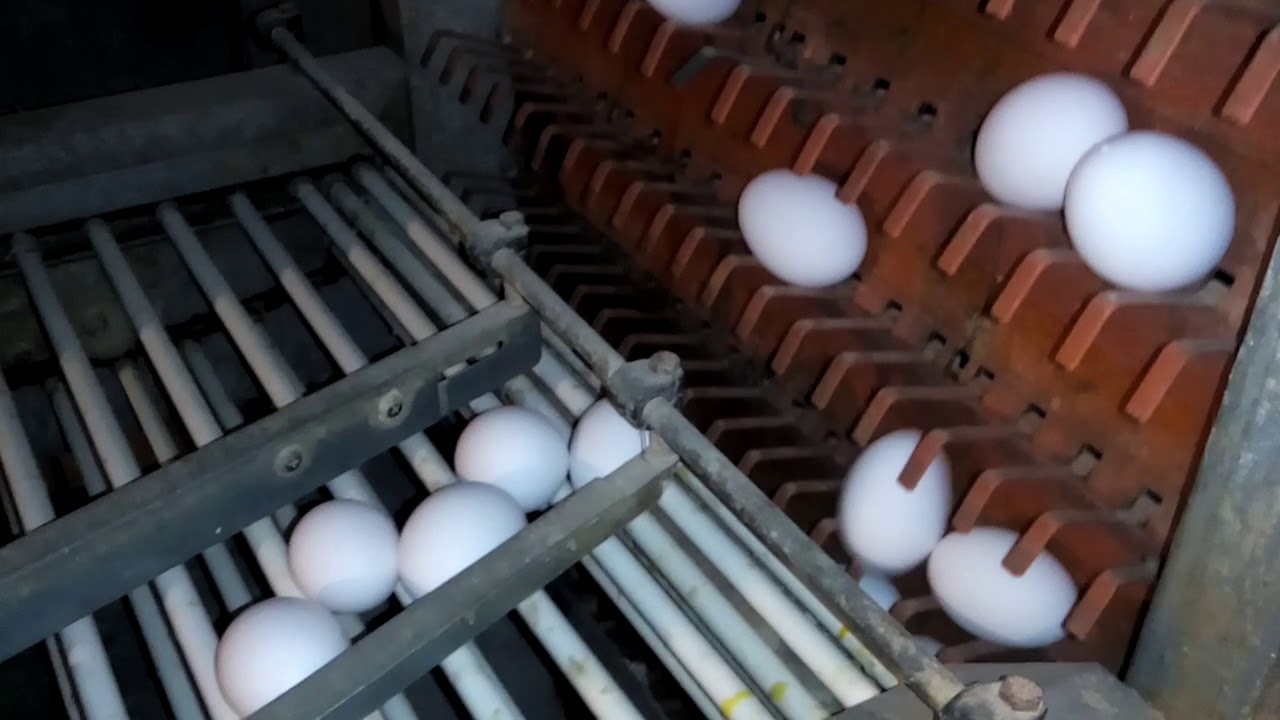 Sadiq Poultry layer Farm - YouTube