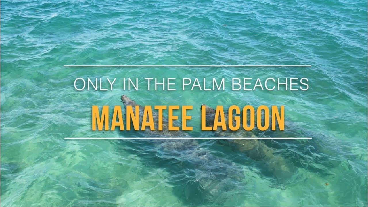 🌊 Amazing Manatee Encounter at West Palm Beach Manatee Lagoon! 🦭 | Up ...