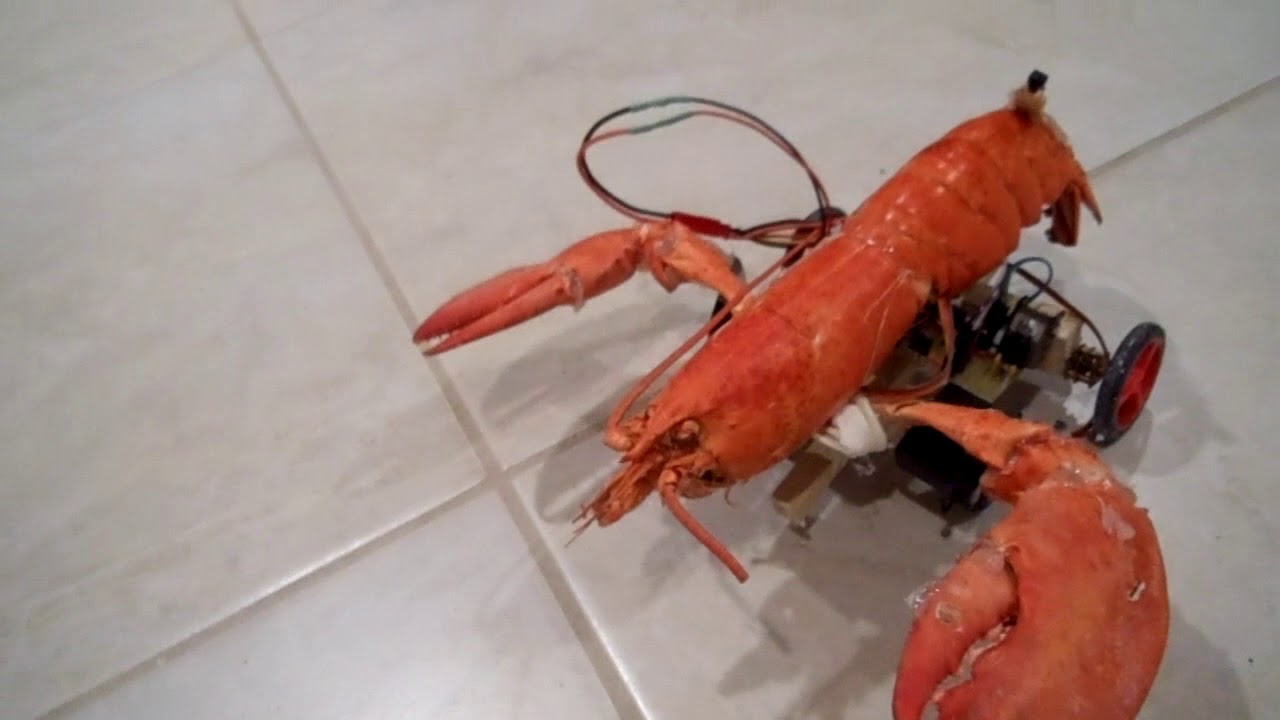 Cyborg Lobster - YouTube