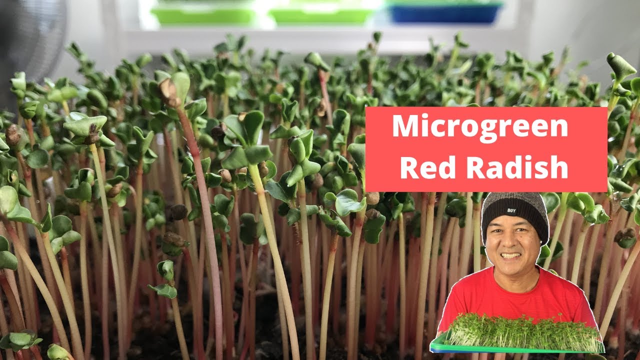 Red Radish Microgreen - YouTube