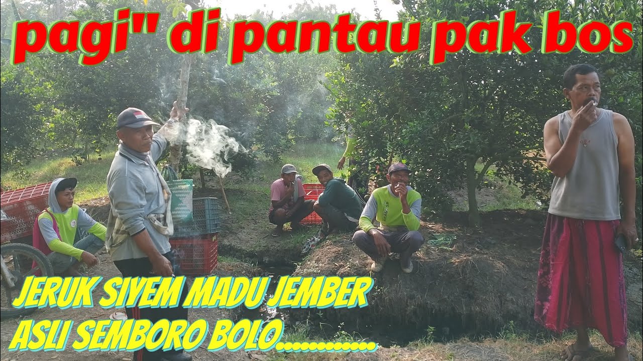 proses pemetikan jeruk Jember dan siap berangkat 3 tujuan - YouTube