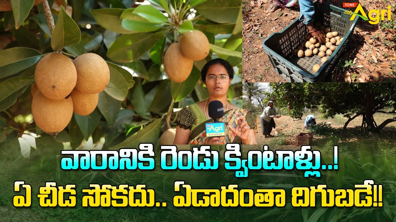 Sapota Farming (Chiku) | వారానికి రెండు క్వింటాళ్లు..! ఏ చీడ సోకదు ...