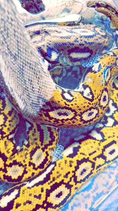 Sabbore - Aztec - Reticulated python (Malayopython Reticulatus)🐍# ...