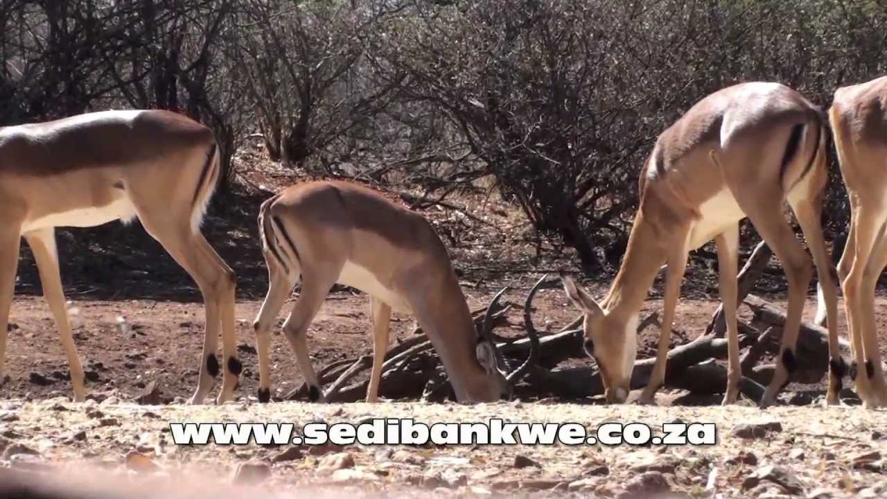 Sediba Nkwe Hunting Safari's Kill shots - YouTube