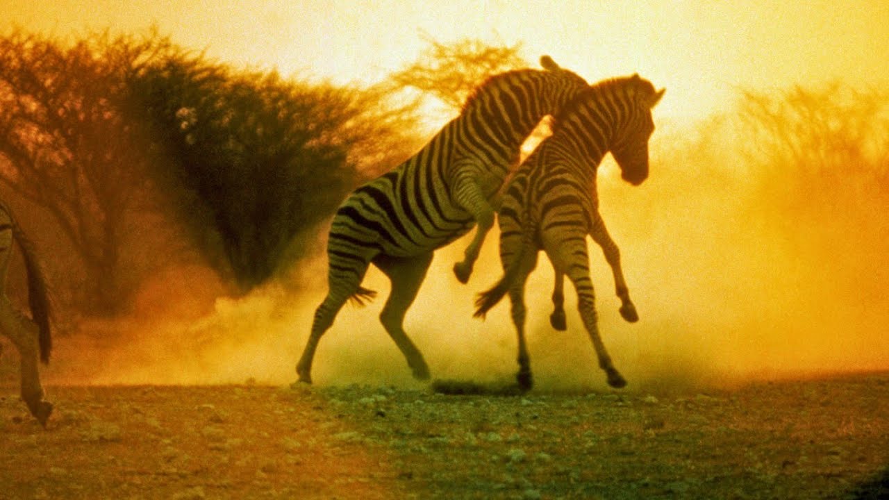 Animals Video | Animals For Kids | Animal 4K | Animals 4K | Animal ...
